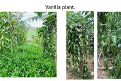 Buy Madagascar Vanilla Online - How To Buy at Current Vanilla Prices ...